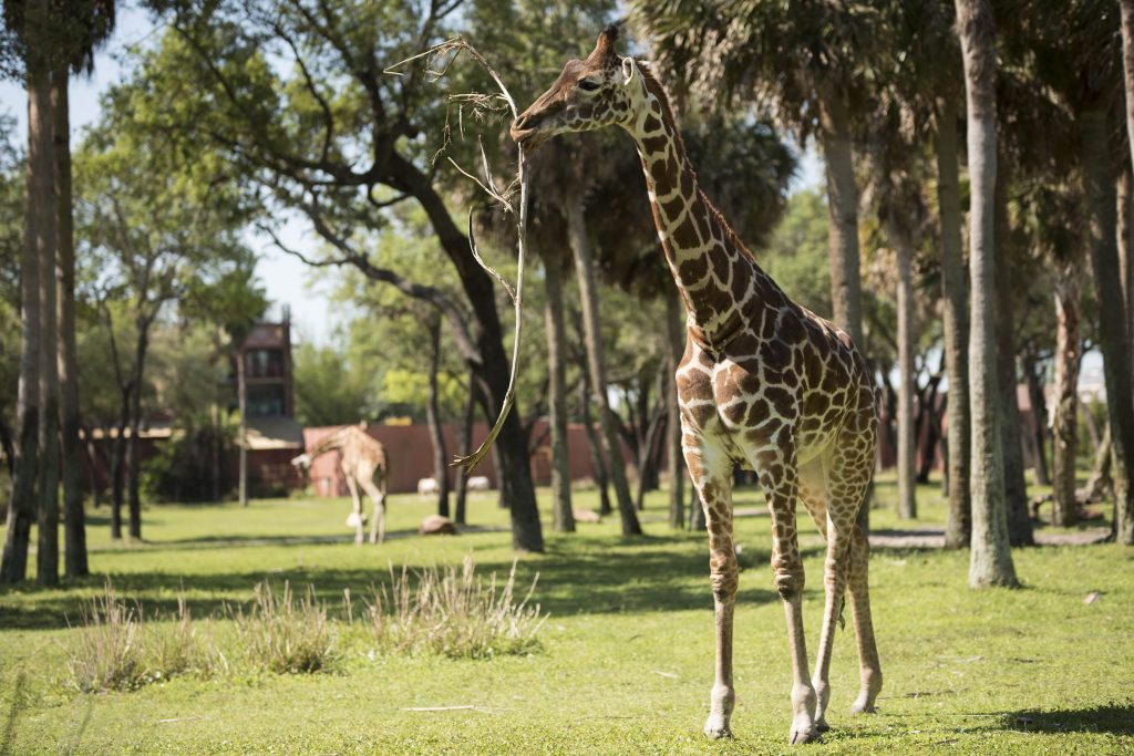 Three Generations of Giraffe at Disney's Animal Kingdom Lodge - Guide ...